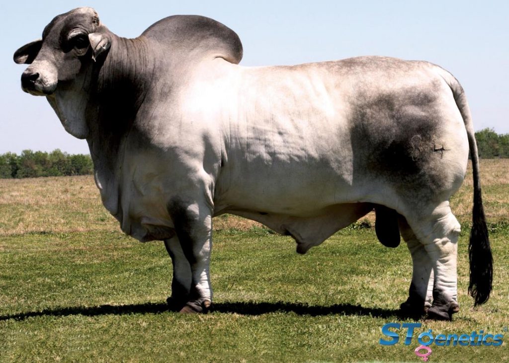 MADDOX - Cross Breeding