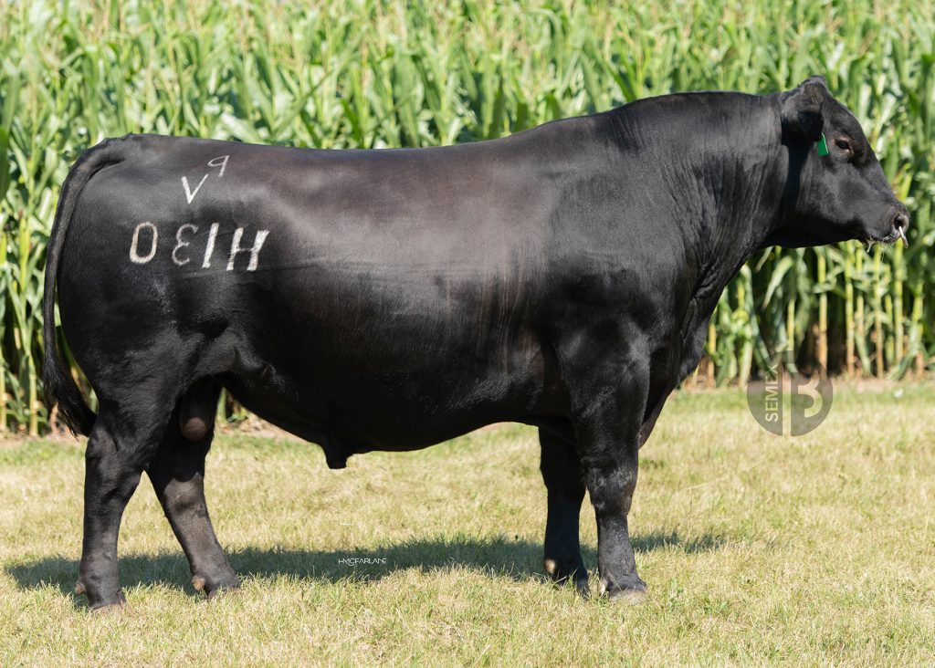 PINE VIEW TOPEKA - Cross Breeding